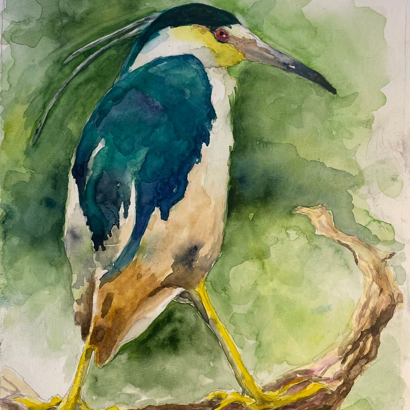 Florida Bird Art - Etsy