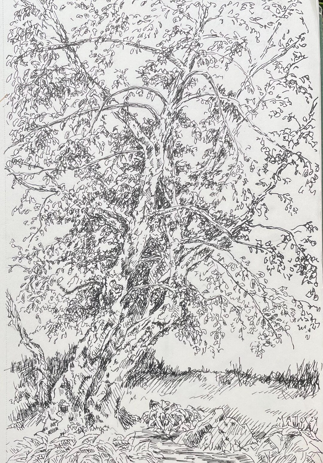 River Birch. Original Pen & Ink Drawing of a Rural Indiana Landscape ...