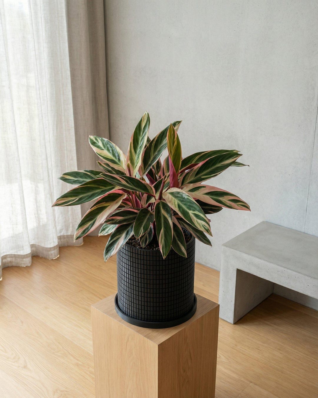 Charcoal Black Stack Design Planter Pot With Drainage & Water Plate - Etsy