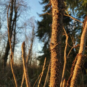 Devil’s Club Root Tincture | Wildcrafted & Organic | Fresh Plant ...