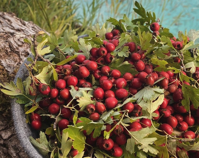 Devil’s Club Root Tincture | Wildcrafted & Organic | Fresh Plant ...