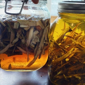 Devil’s Club Root Tincture | Wildcrafted & Organic | Fresh Plant ...