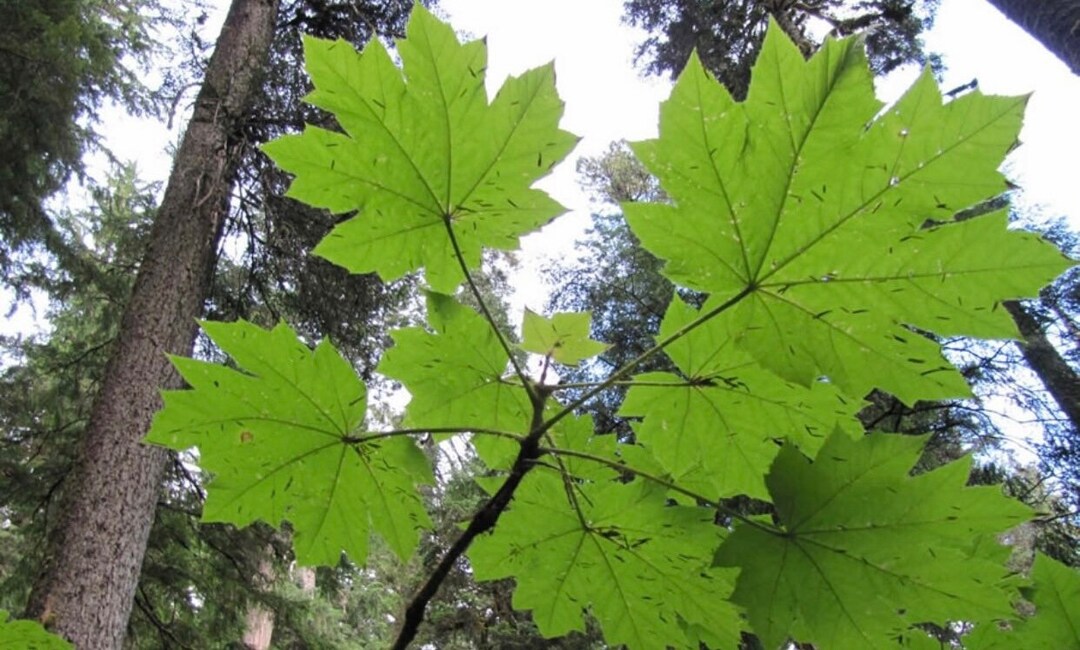 Devil’s Club Root Tincture | Wildcrafted & Organic | Fresh Plant ...