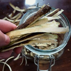 Devil’s Club Root Tincture | Wildcrafted & Organic | Fresh Plant ...