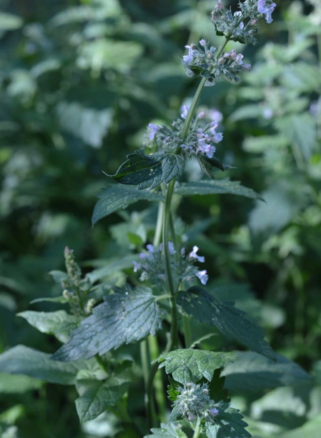 Catnip Tincture | Organic & Wildcrafted Herbal Extract | Fresh Plant ...