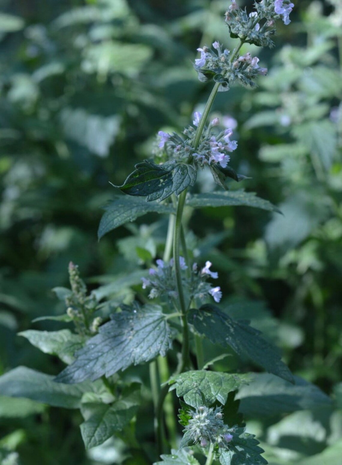 Catnip Tincture | Organic & Wildcrafted Herbal Extract | Fresh Plant ...
