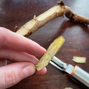 Devil’s Club Root Tincture | Wildcrafted & Organic | Fresh Plant ...