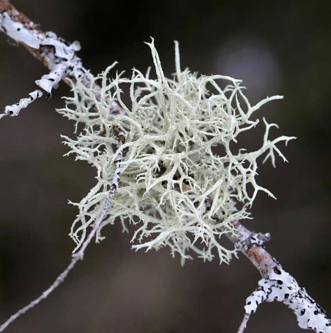 Usnea Tincture | Organic & Wildcrafted | Fresh Lichen Herbal Extract ...