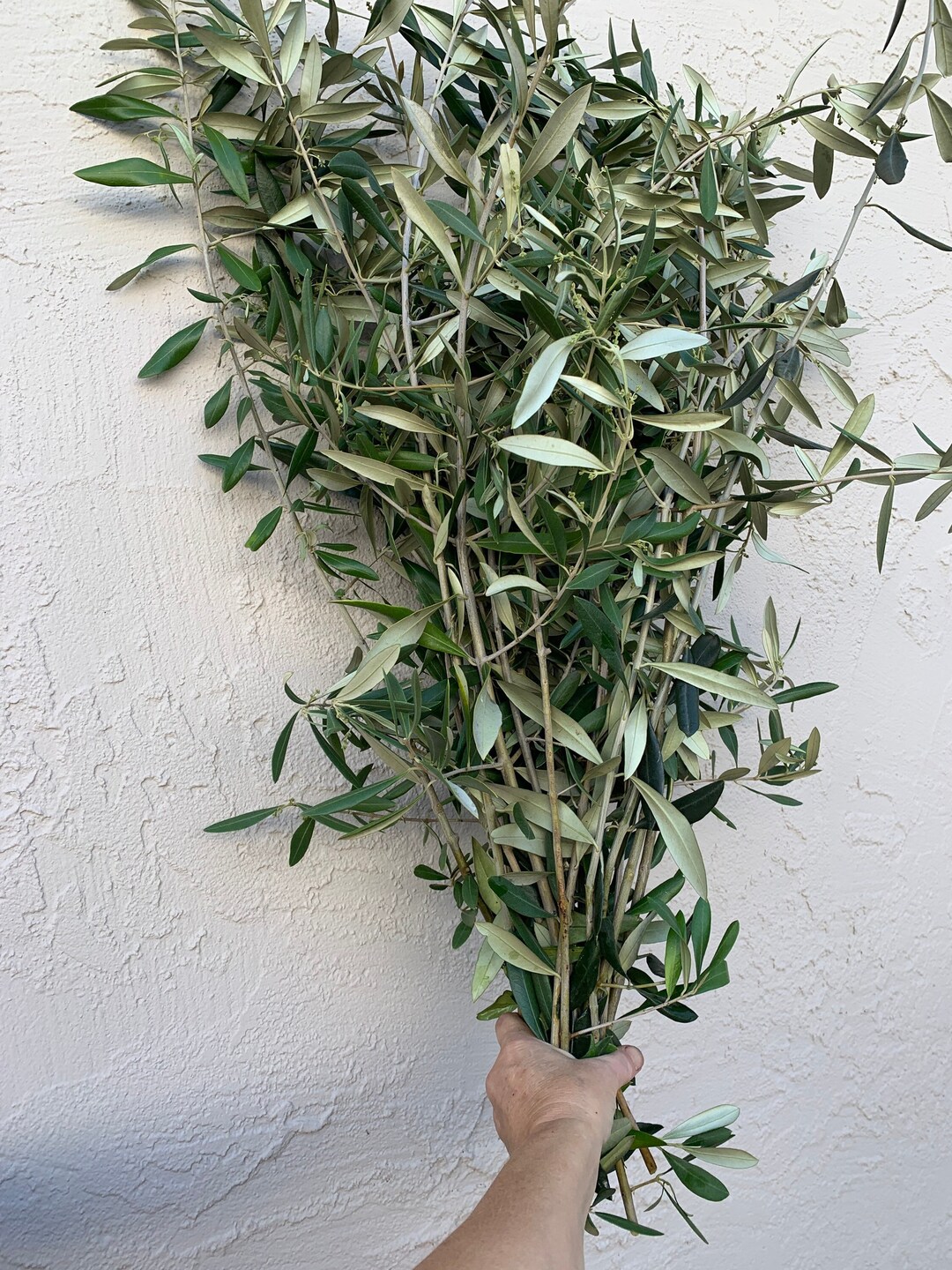 Extra Long Live Fresh Olive Stems Beautiful Decoration for Wedding ...
