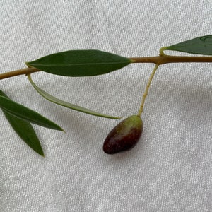 Peace Offering - Olive Branches and a Card With the Inscription of Your ...