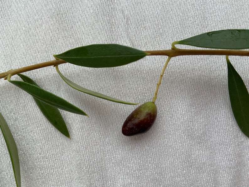 Peace Offering - Olive Branches and a Card With the Inscription of Your ...