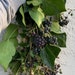 Big Fresh Bundle of Ivy With Berries Perfect for Floral Arrangements ...