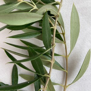 Peace Offering - Olive Branches and a Card With the Inscription of Your ...