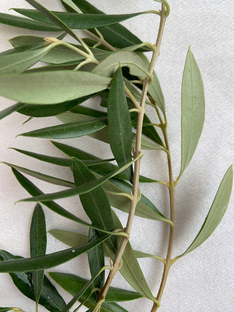 Peace Offering - Olive Branches and a Card With the Inscription of Your ...
