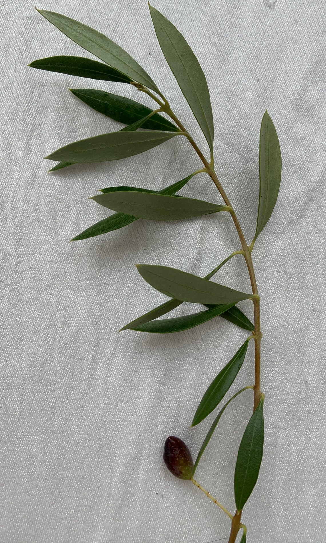 Peace Offering - Olive Branches and a Card With the Inscription of Your ...