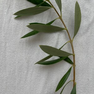 Peace Offering - Olive Branches and a Card With the Inscription of Your ...