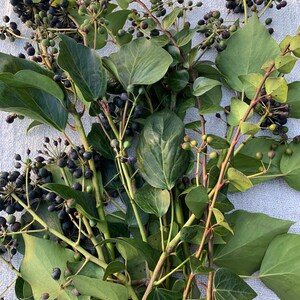 Big Fresh Bundle of Ivy With Berries Perfect for Floral Arrangements ...