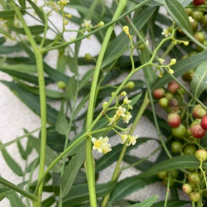 Fresh Cut Pepperberry Branches Big Bundle of Wonderful Greenery for ...