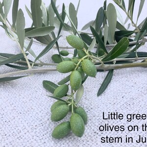 Peace Offering - Olive Branches and a Card With the Inscription of Your ...