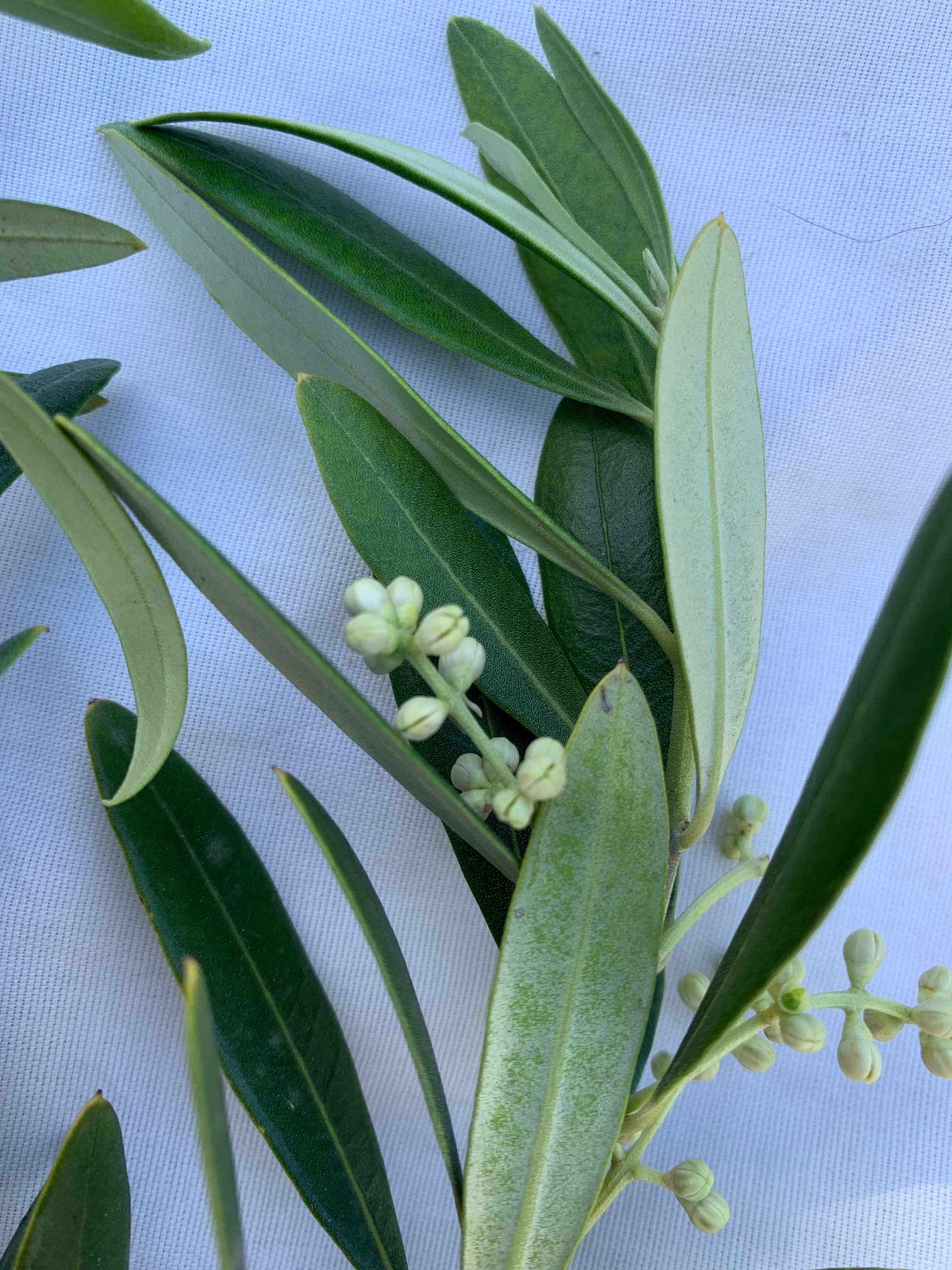 5-inch Fresh Live Olive Stems Elegant Place Setting for - Etsy Sweden