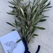 Peace Offering - Olive Branches and a Card With the Inscription of Your ...