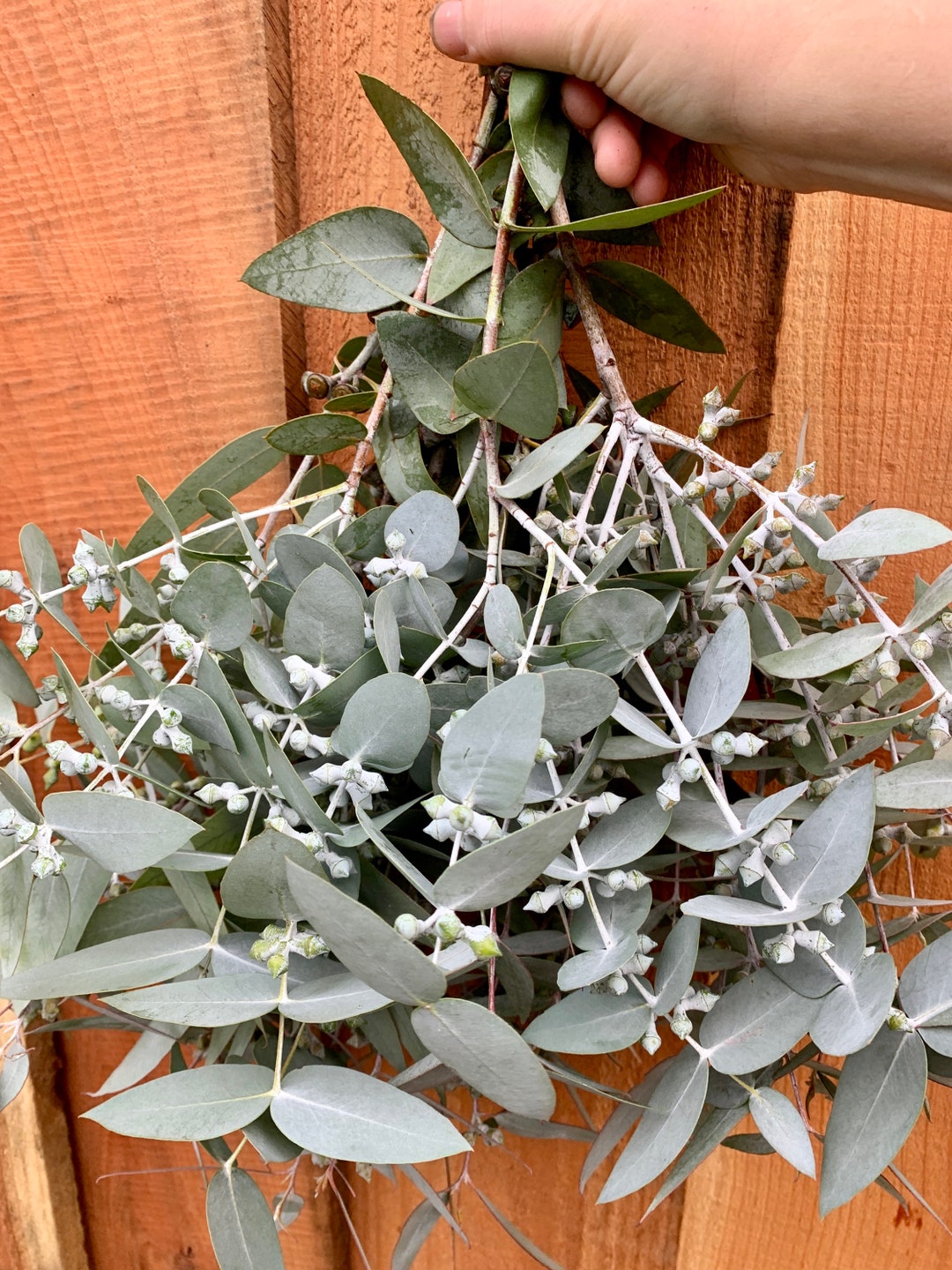 Buy Freshly Cut Silver Gum Eucalyptus FREE SHIPPING for Shower Steamer ...