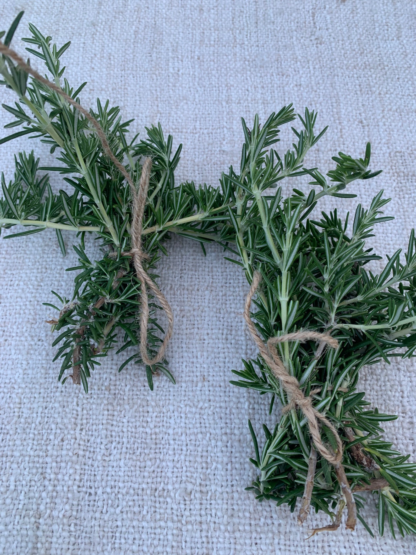 3 Rustic Rosemary Bundles 5 Stems Each. Freshly Cut Organic | Etsy