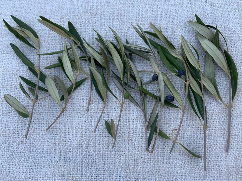 5-inch Fresh Live Olive Stems Elegant Place Setting for - Etsy