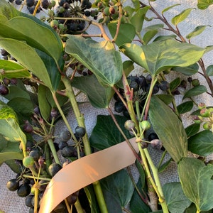 Big Fresh Bundle of Ivy With Berries Perfect for Floral Arrangements ...