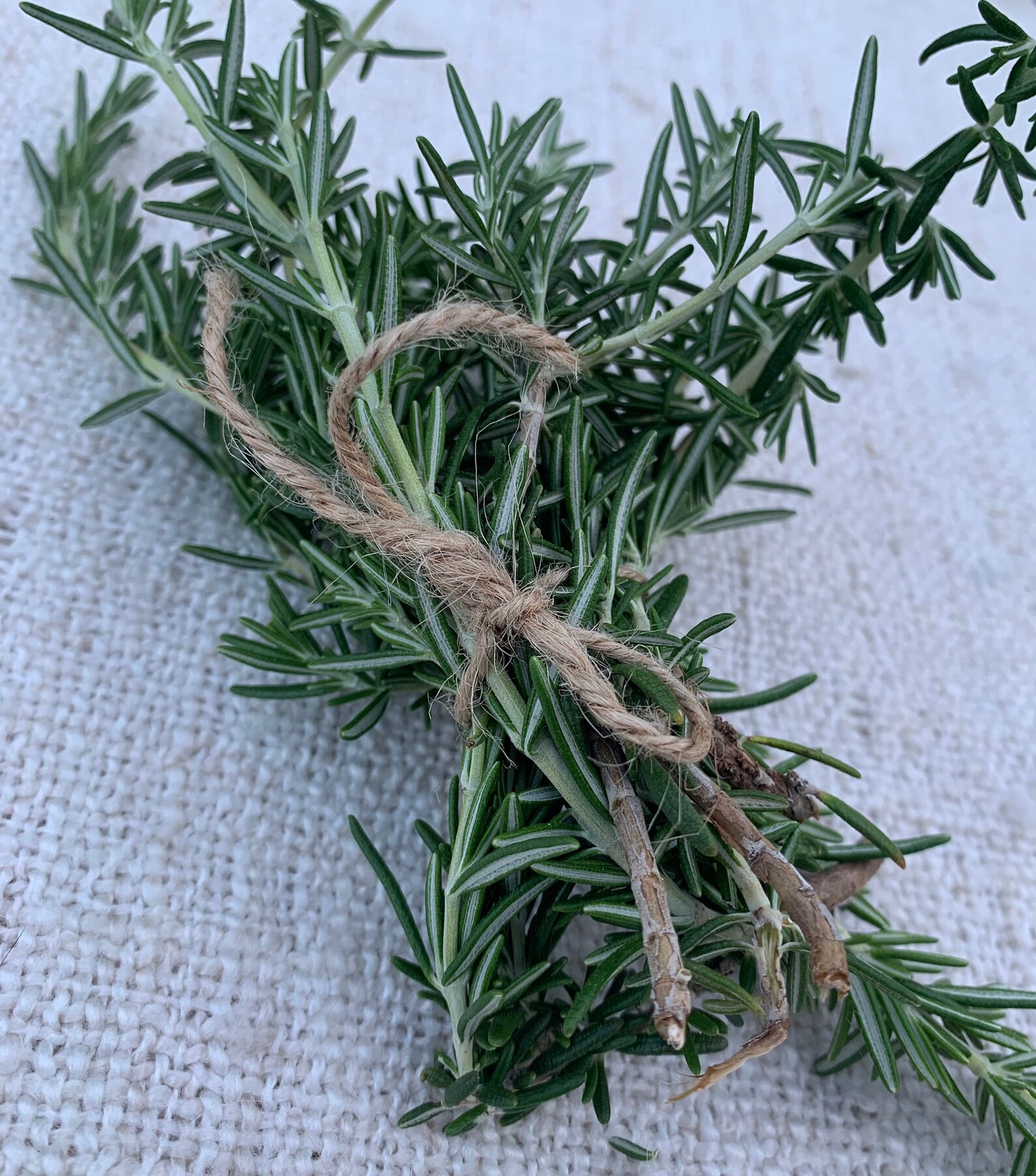 3 Rustic Rosemary Bundles 5 Stems Each. Freshly Cut Organic | Etsy