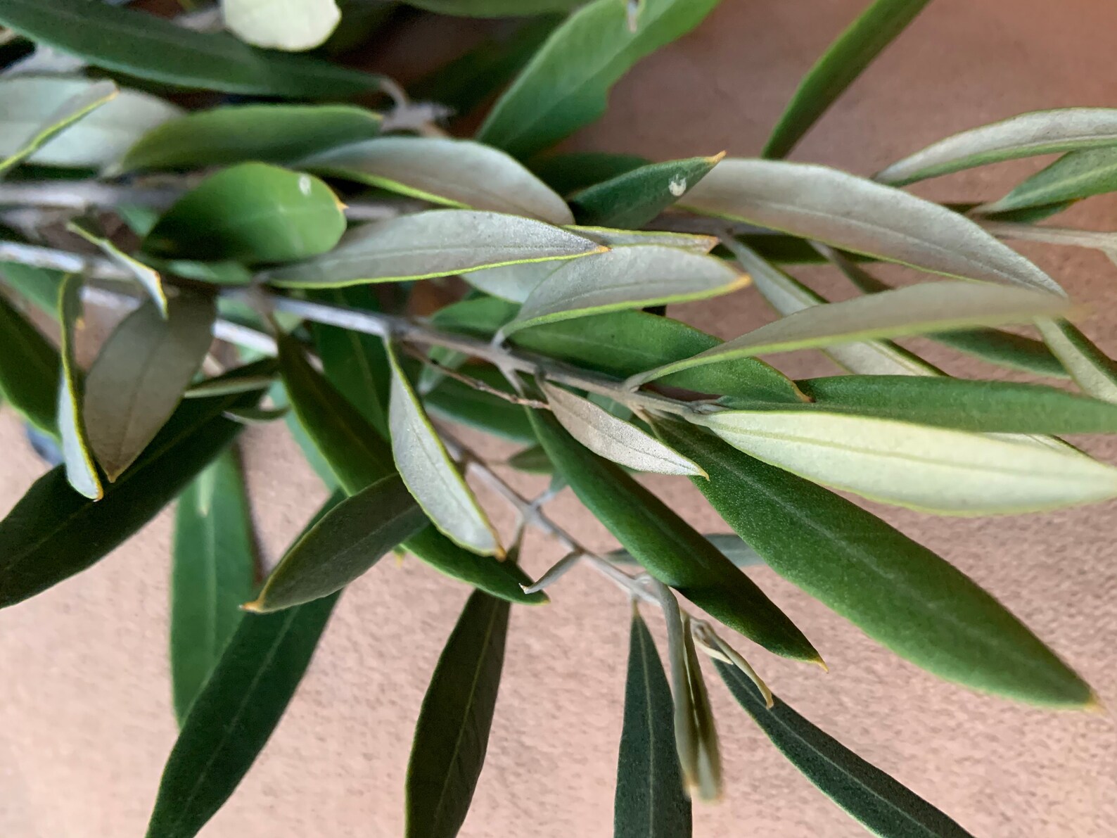 Peace Offering - Olive Branches and a Card With the Inscription of Your ...