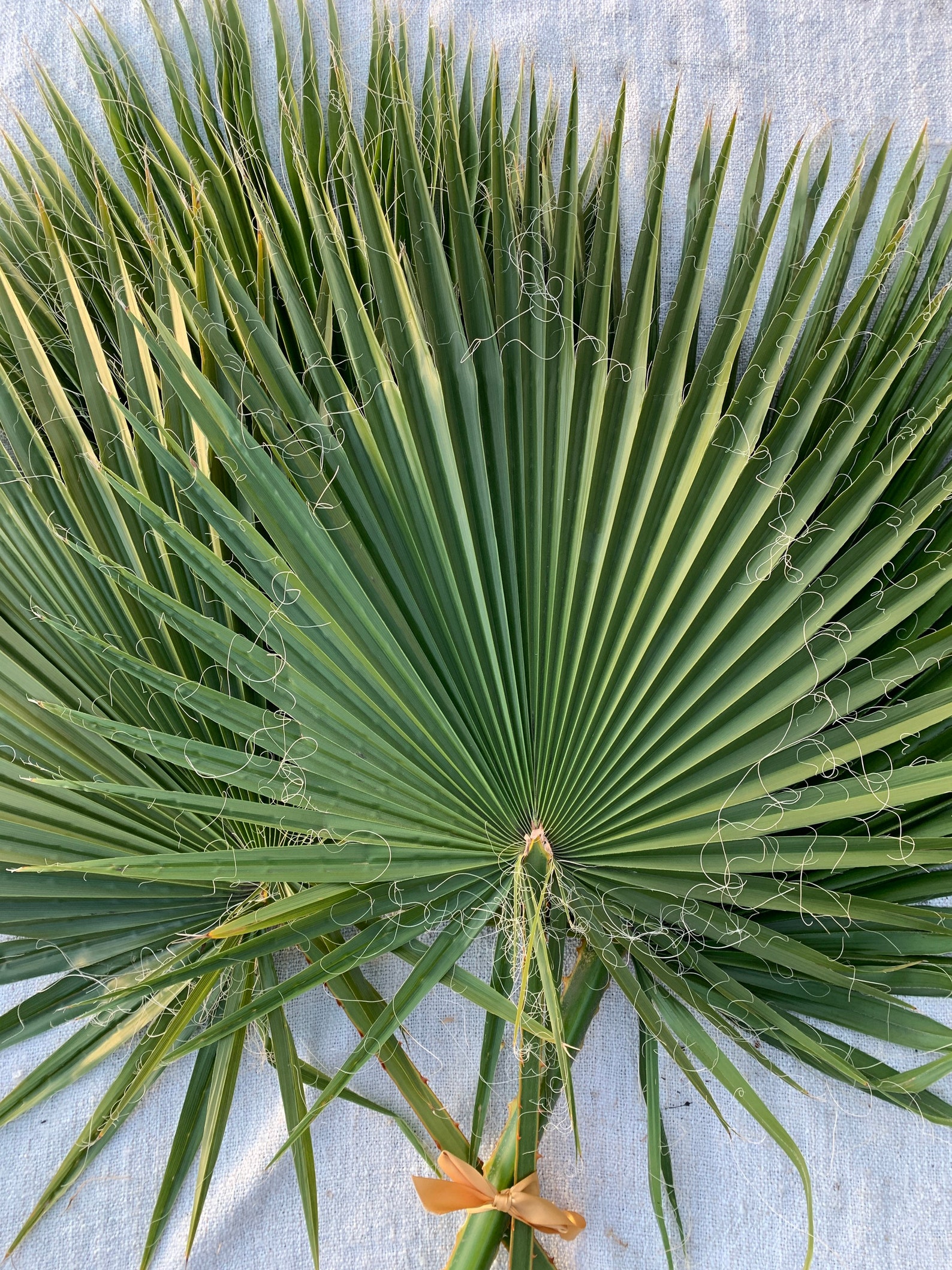 5 Fresh Live Fan Palm Leaves FREE Shipping Pls Read Item - Etsy