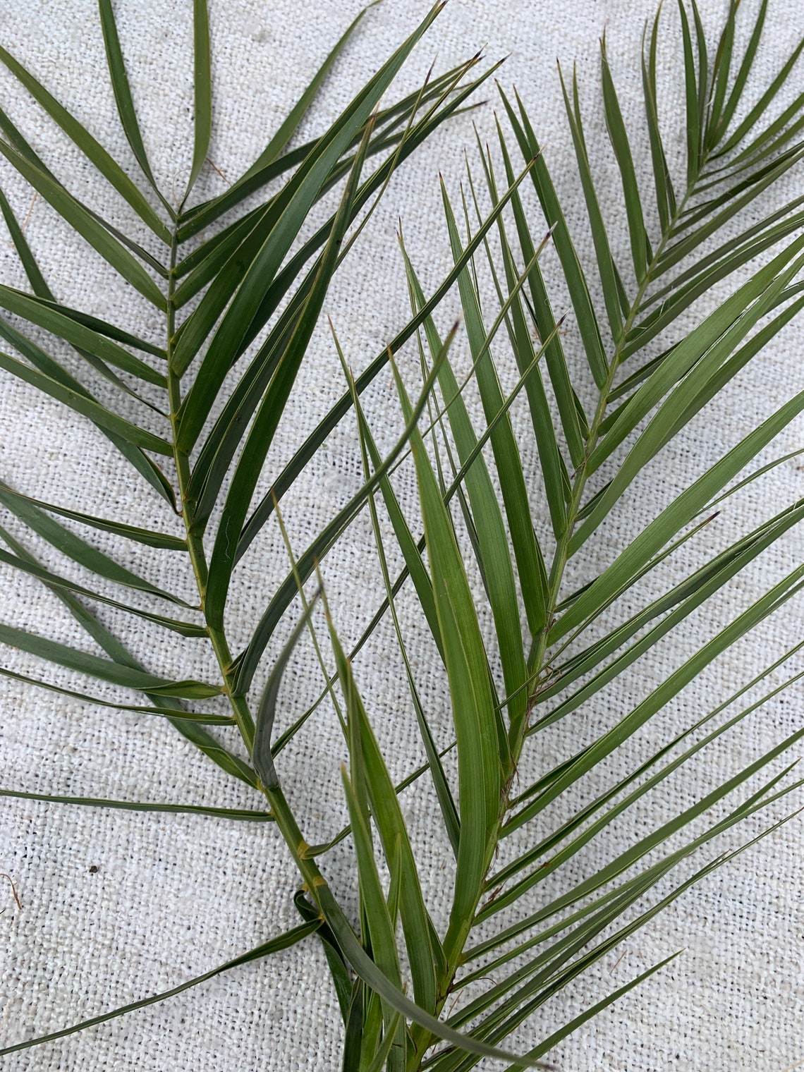 6 Petite Fronds of Canary Island Date Palm - Fresh, Live, and Natural ...