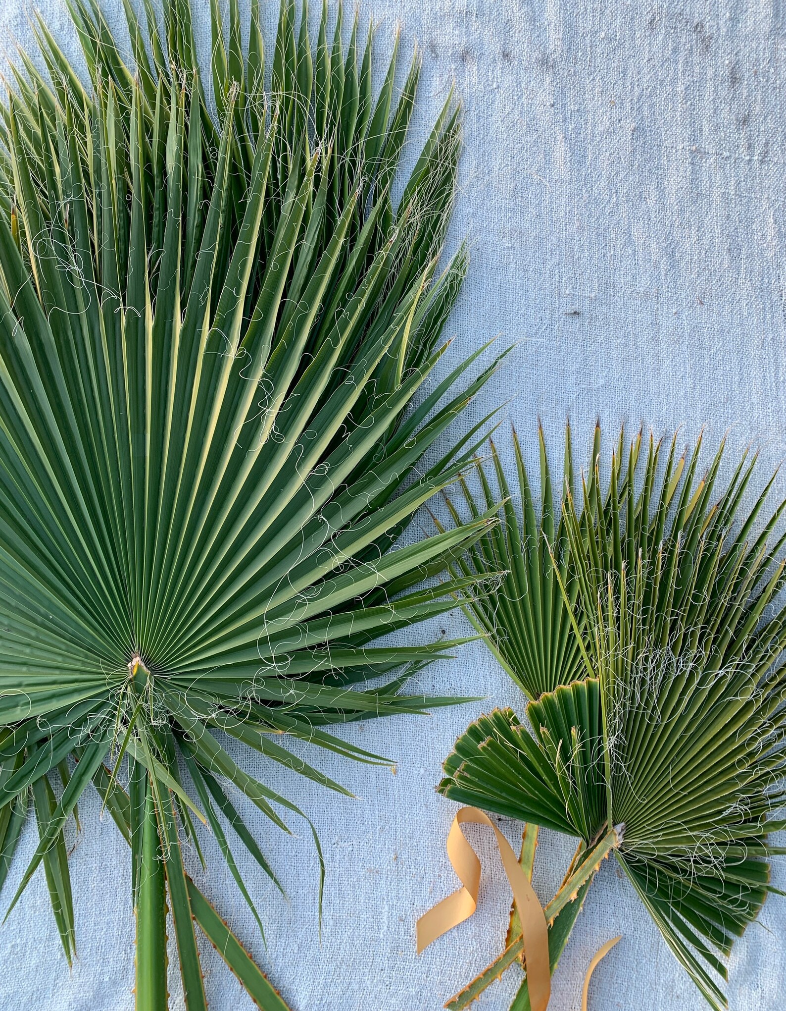 5 Fresh, Live, Fan Palm Leaves - FREE Shipping! Pls. Read Item ...