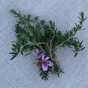 3 Rustic Rosemary Bundles, 5 Stems Each. Freshly Cut, Organic, Tied ...
