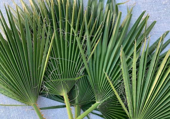 5 Fresh Live Fan Palm Leaves FREE Shipping Pls. Read Item Description. Custom Sizes Available. Use for Decor Floral Party DIY Crafts Etsy
