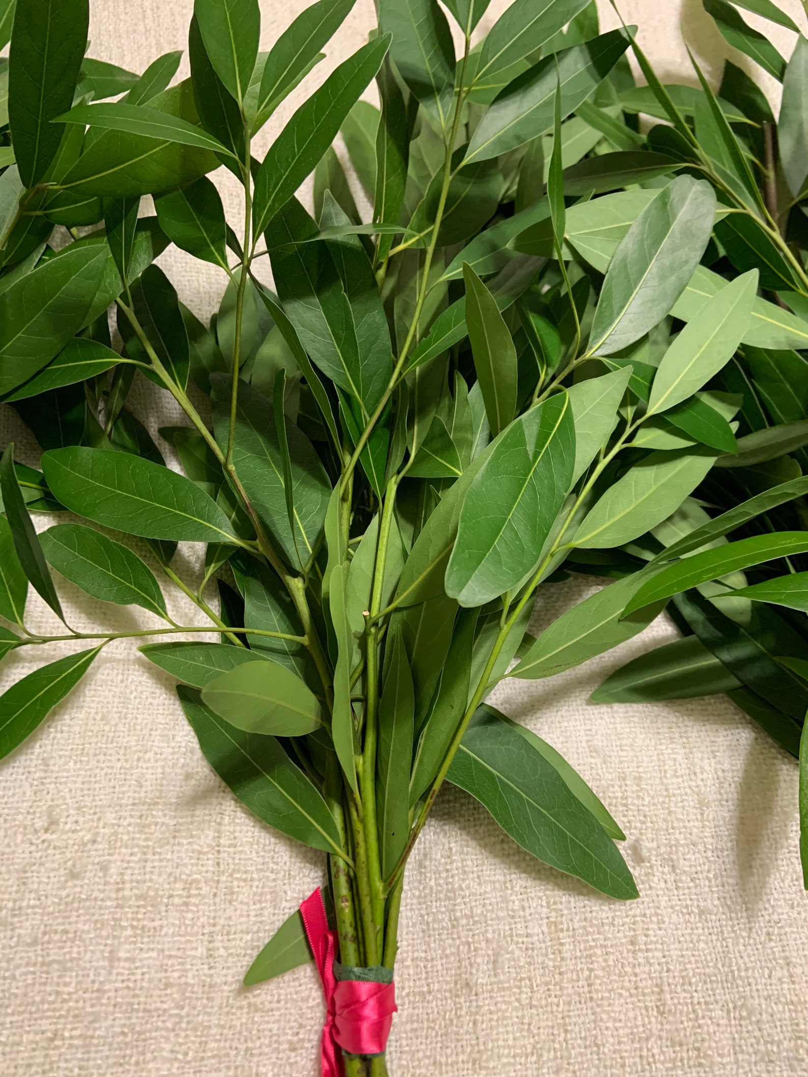 Long Stems of Fresh California Bay Laurel - 6 to 8 Approx. 18-inch ...