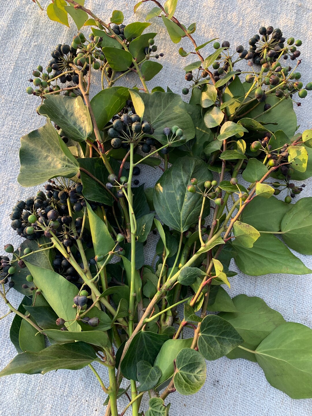 Big Fresh Bundle of Ivy With Berries Perfect for Floral Arrangements ...