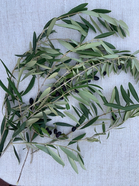 Real Live Long-stemmed 18-20 Inch Olive Branches. Bunch of 8 - Etsy