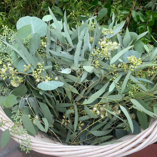 Seeded Eucalyptus - Etsy