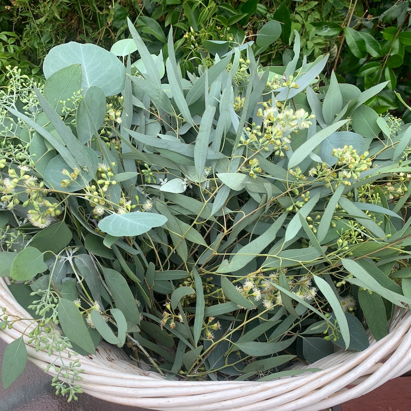 Seeded Eucalyptus - Etsy