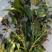 Big Fresh Bundle of Ivy With Berries Perfect for Floral Arrangements ...