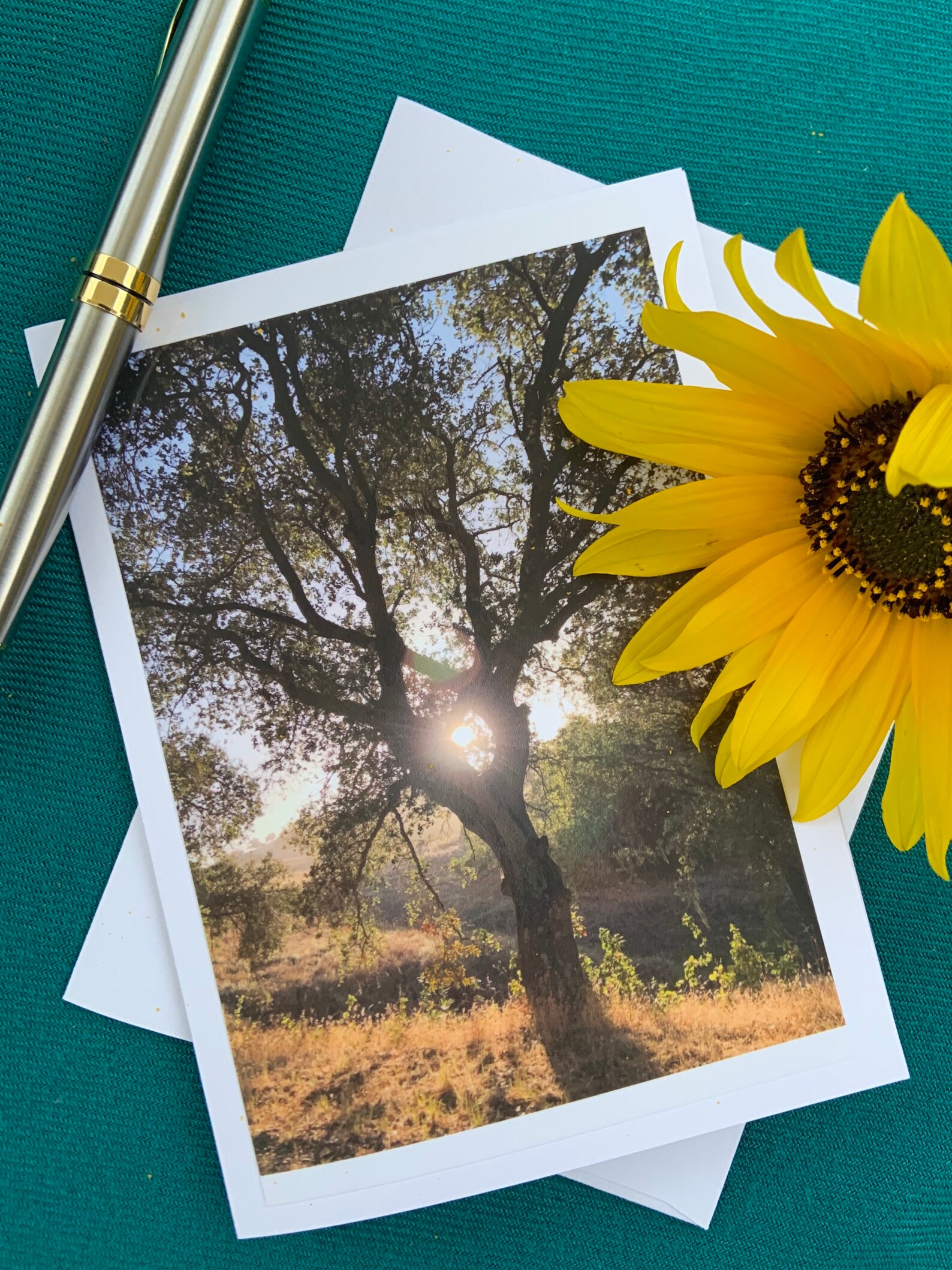 Oak Lovers Photo Card Gift Set. 6 Photo Cards With Envelopes - Etsy