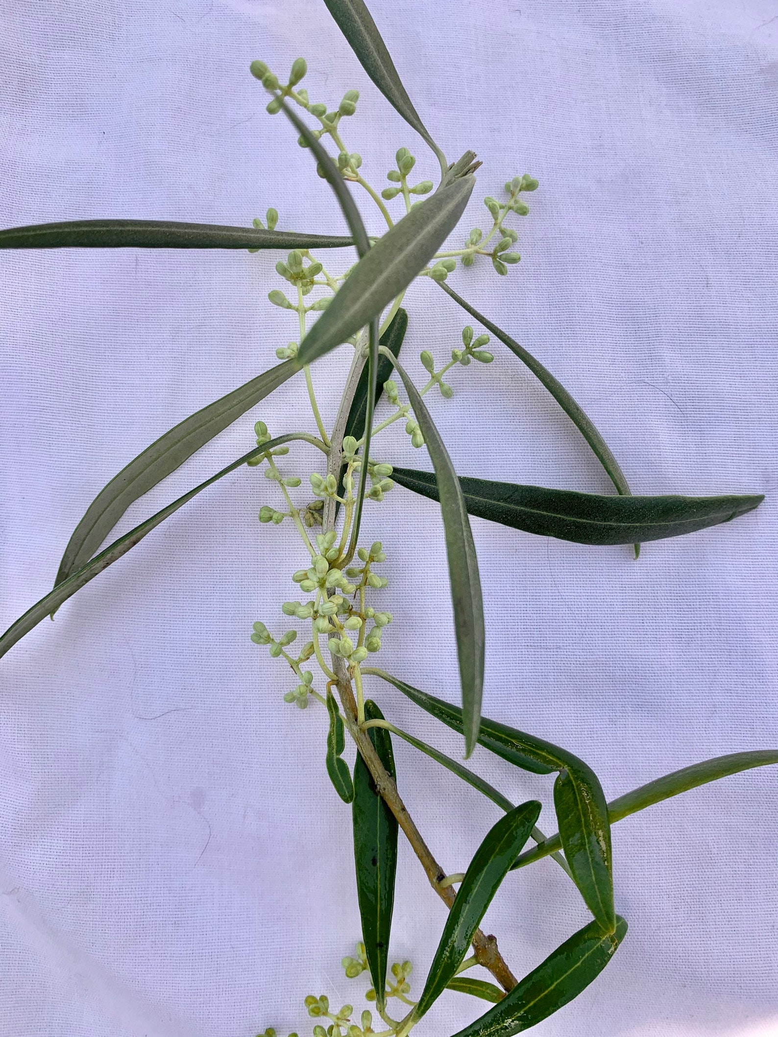 5-inch Fresh Live Olive Stems Elegant Place Setting for - Etsy