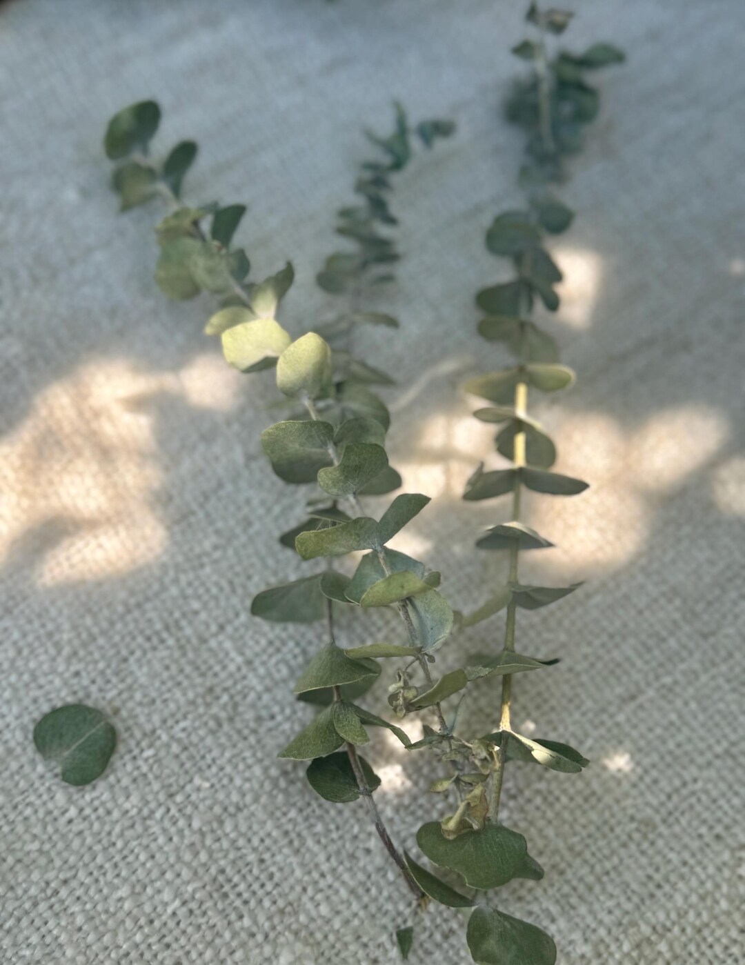 7 Dried Baby Blue Eucalyptus Mini Sprigs for Place Setting, Gifting ...