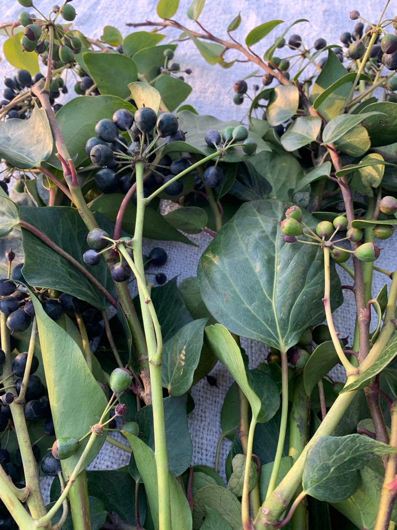 Big Fresh Bundle of Ivy With Berries Perfect for Floral | Etsy