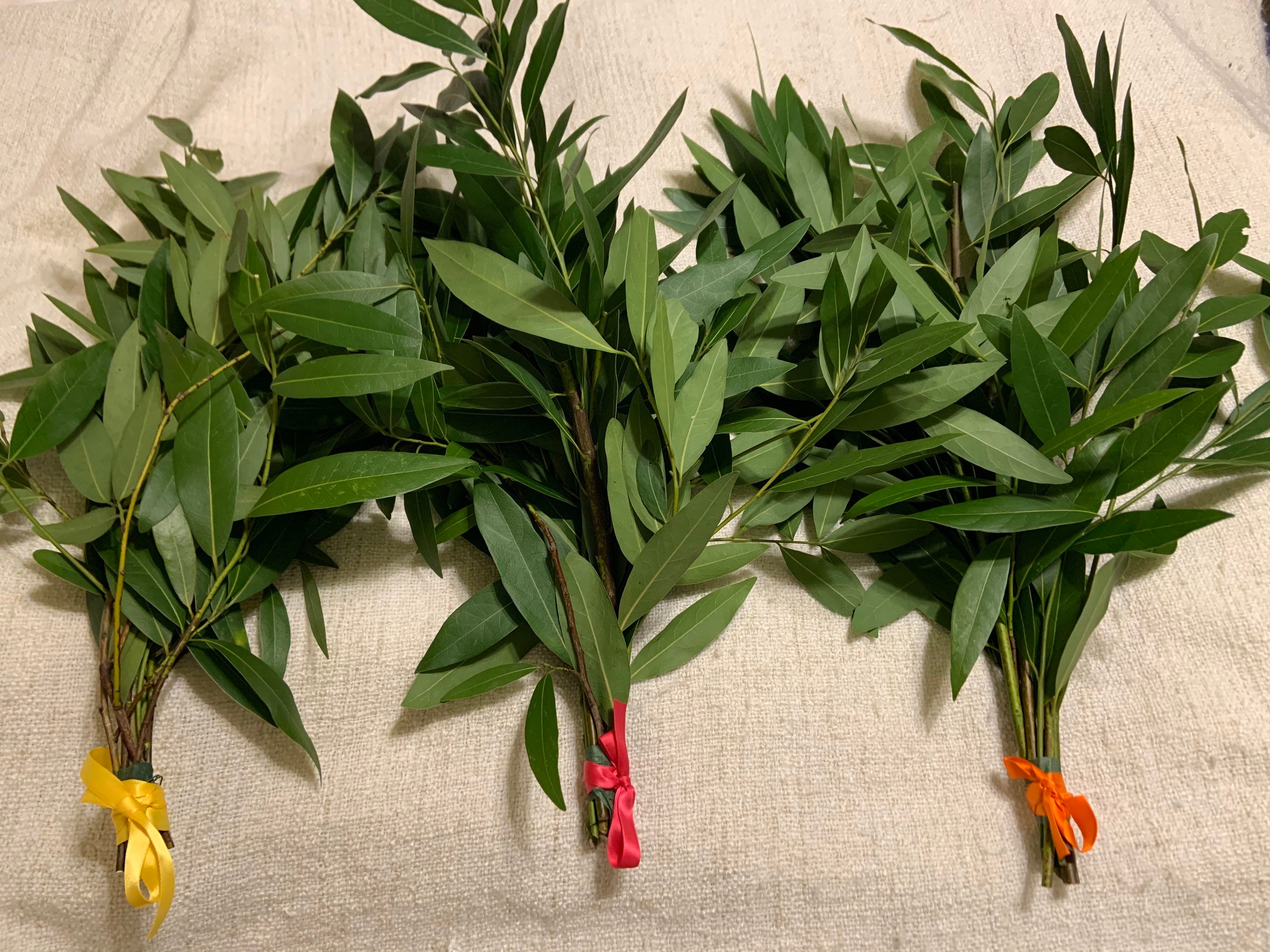 Long Stems of Fresh California Bay Laurel - 6 to 8 Approx. 18-inch ...
