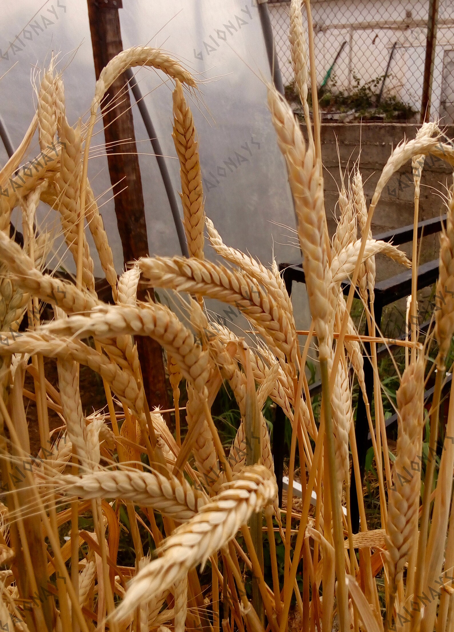 20 Emmer wheat Seeds Ancient wheat Triticum turgidum ssp. | Etsy