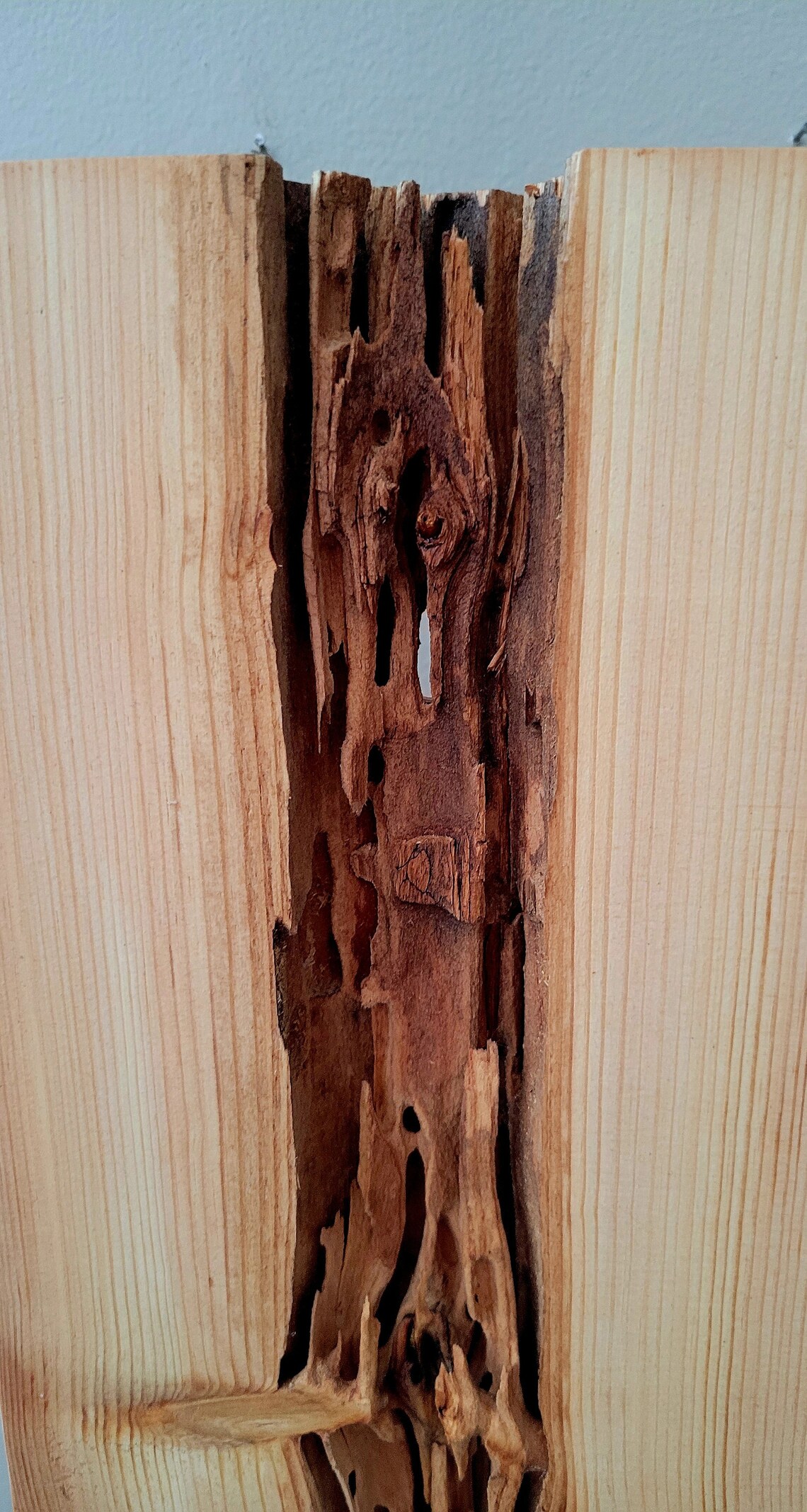 Reclaimed ant Farm nature's Art Douglas Fir Wood Sculpture, Wall Art ...