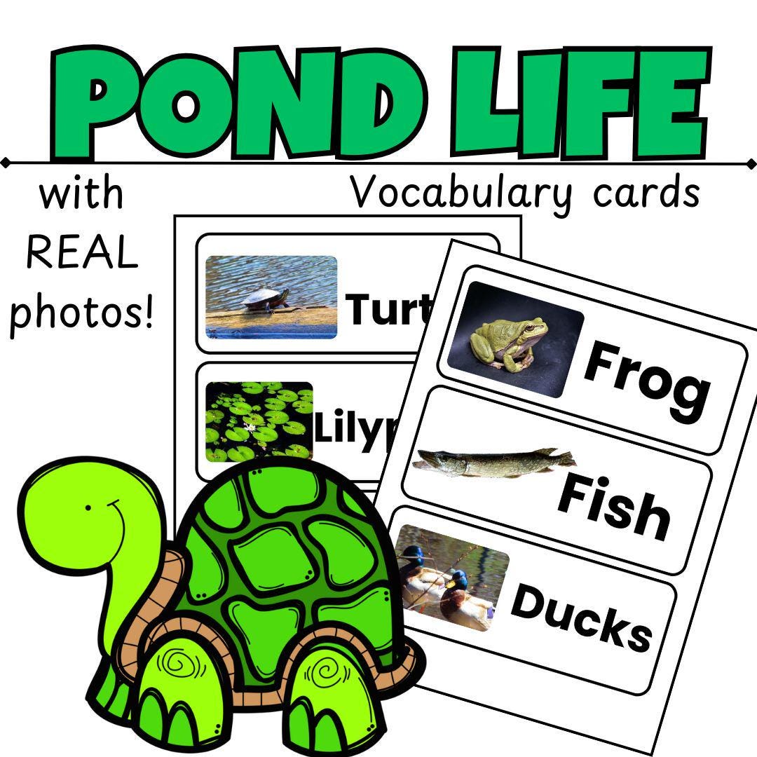 Pond Life Vocabulary Cards - Etsy
